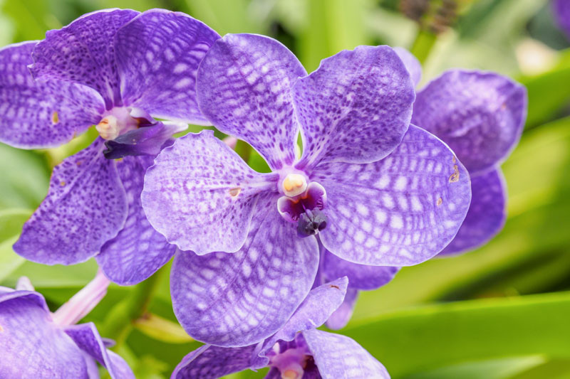 Vanda coerulea (Blue Vanda)