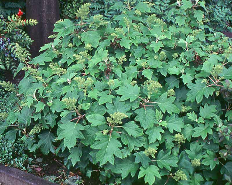 Hydrangea quercifolia 'Sike's Dwarf' (Oak Leaf Hydrangea)