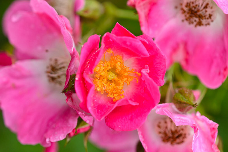 Rosa 'American Pillar' (Rambling Rose)