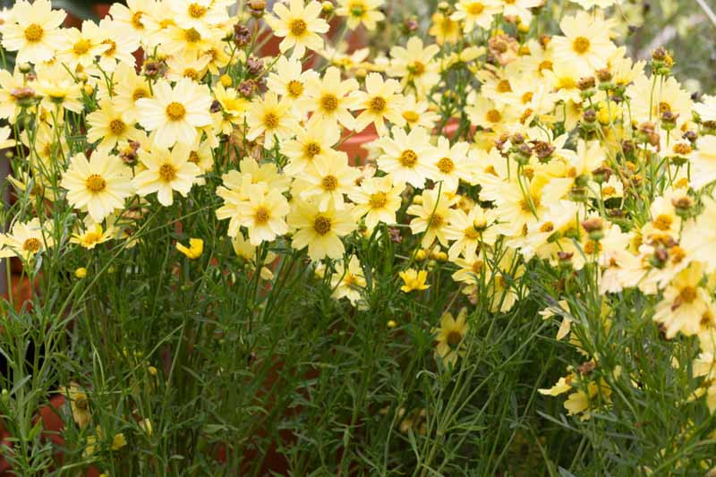 Coreopsis verticillata Creme Brulee (Threadleaf Coreopsis)