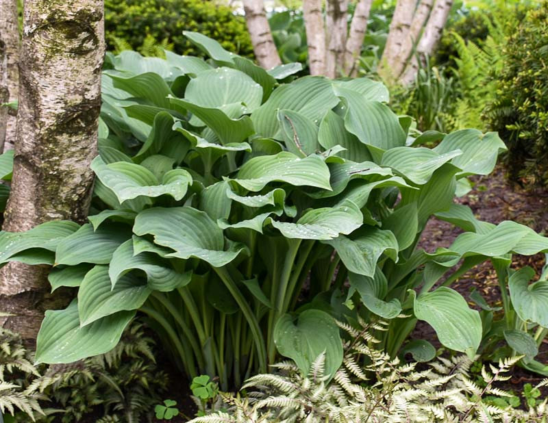 Hosta 'Krossa Regal' (Plantain Lily)