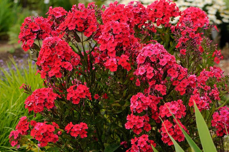 Phlox paniculata 'Red Riding Hood' (Garden Phlox)