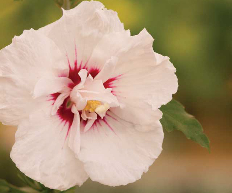 Hibiscus syriacus First Editions® Bali™ (Rose of Sharon)