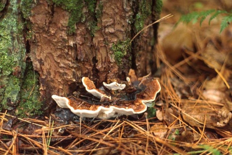 Root Rot: Identify, Prevent and Treat it