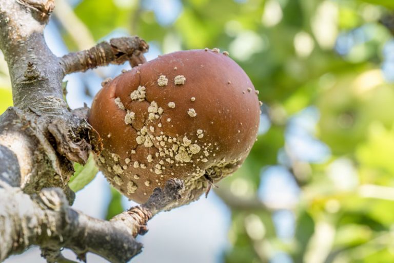 Brown Rot: Identify, Prevent and Treat it