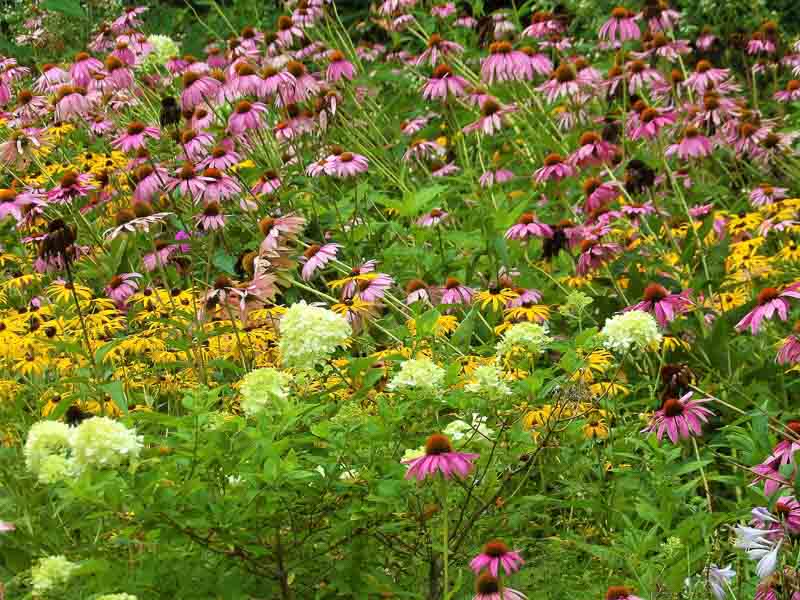 Gardening in the Northern and Central Midwest