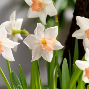 Daffodil: How to Grow and Care for Long-Lasting Flowers