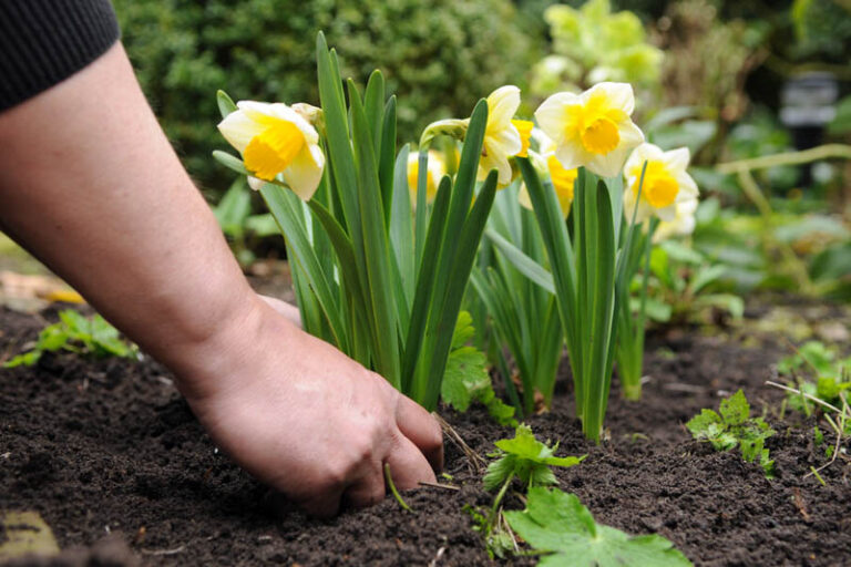 Daffodil: How to Grow and Care for Long-Lasting Flowers