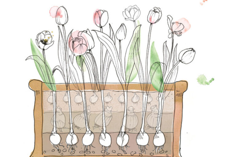 Tulips: How to Grow and Care for Tulip Flowers Like a Pro