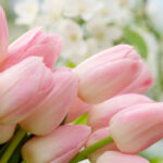 Tulipa 'Mystic van Eijk' (Darwin Hybrid Tulip)