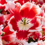 57 Red Flowers: A Bold Statement for Your Garden and Bouquets