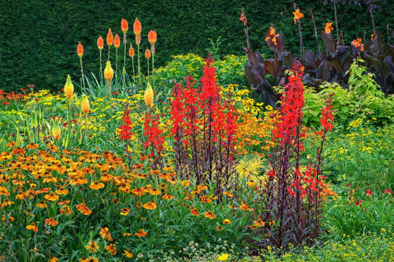 Cardinal Flower (Lobelia cardinalis): Uses, Grow & Care Guide