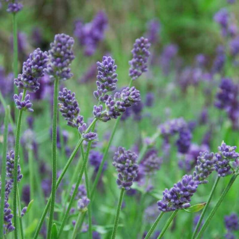 Lavender Main Types - Which One is Yours?