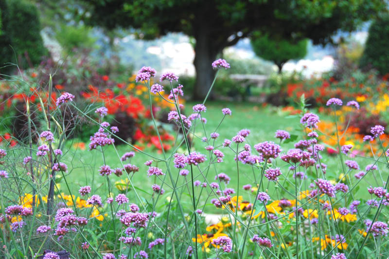Purpletop Vervain (Verbena bonariensis): Varieties, Uses, Care