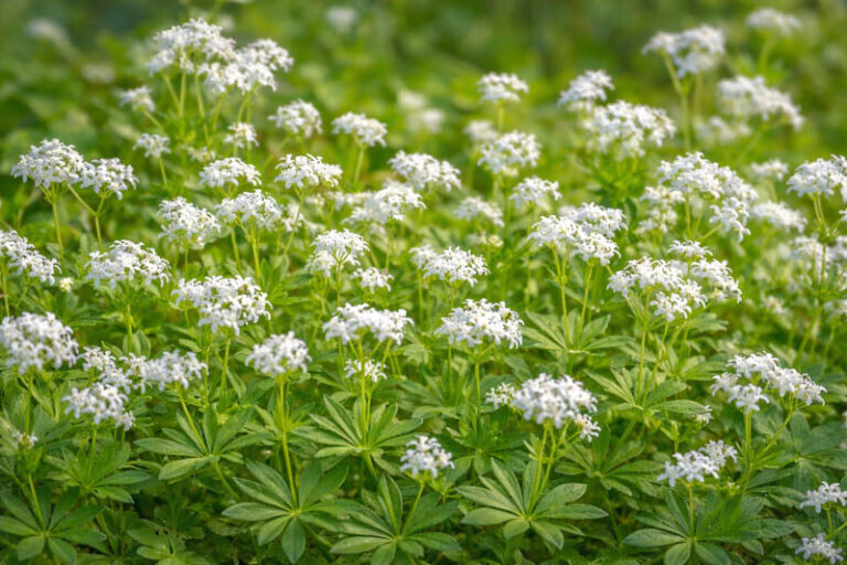 Sweet Woodruff (Galium odoratum): Uses, Care Guide