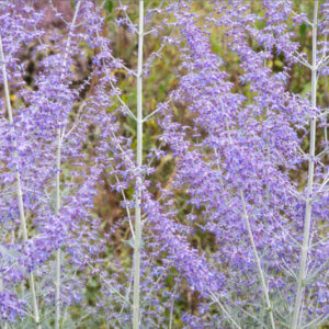 Thalictrum delavayi (Chinese Meadow Rue)