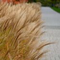 Miscanthus nepalensis (Himalaya Fairy Grass)