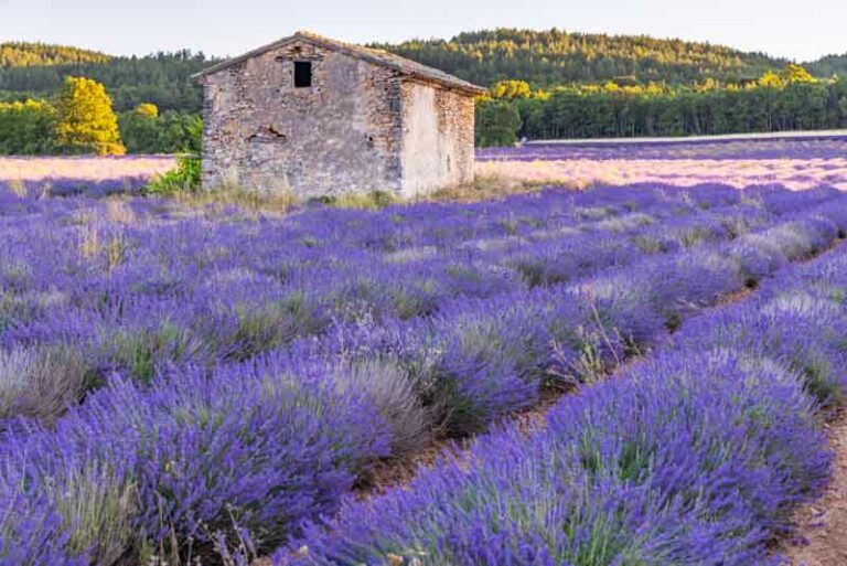 Early Blooming Lavender Flowers - Which One is Yours?