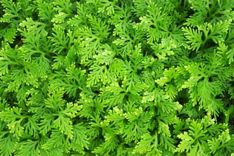 Club Moss (Selaginella kraussiana): All You Need To Know