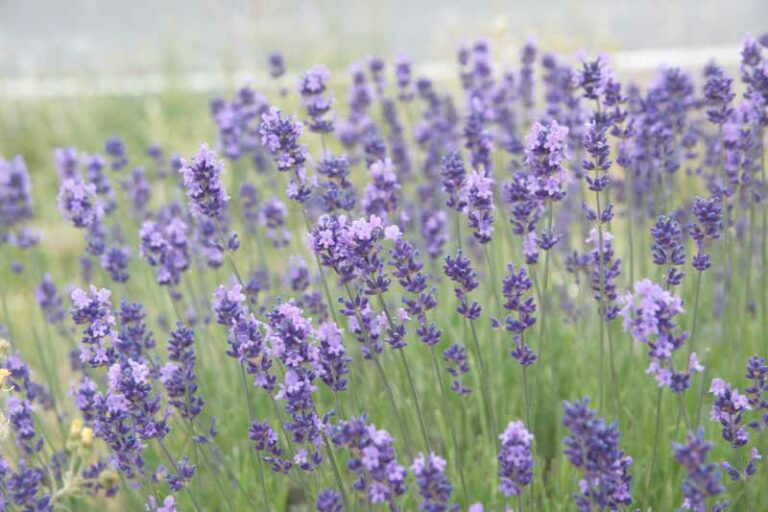 English Lavender - The Best Plants to Grow