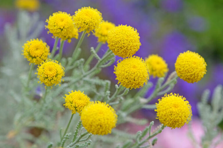 Lavender Cotton (Santolina chamaecyparissus): Uses, Care Guide