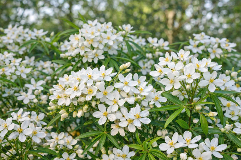 Mexican Orange Blossom (Choisya ternata)