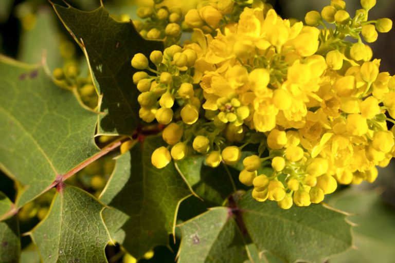 Mahonia repens (Creeping Mahonia)