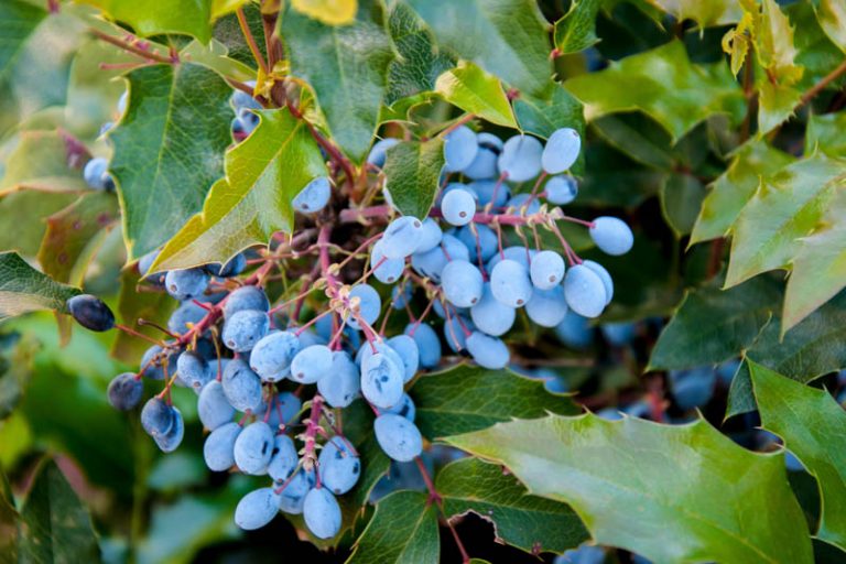 Mahonia repens (Creeping Mahonia)