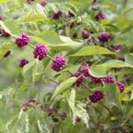 Recommended Sun-Loving Native Shrubs for South Carolina