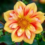 Dahlia 'Color Spectacle'