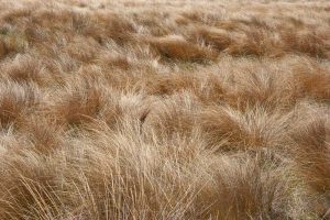 Chionochloa rubra (Red Tussock Grass)