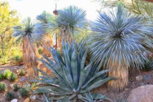 Agave americana (Century Plant): All You Need To Know