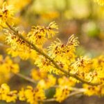 Hamamelis x intermedia 'Gingerbread' (Witch Hazel)