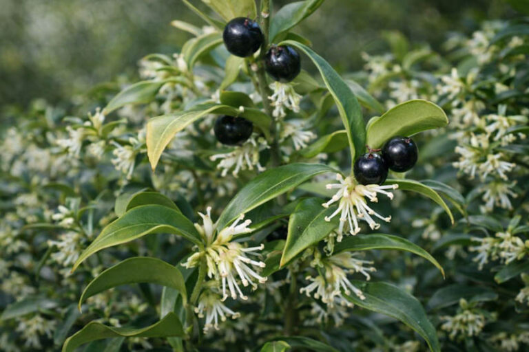 Sweet Box (Sarcococca confusa): Uses, Varieties, Care Guide