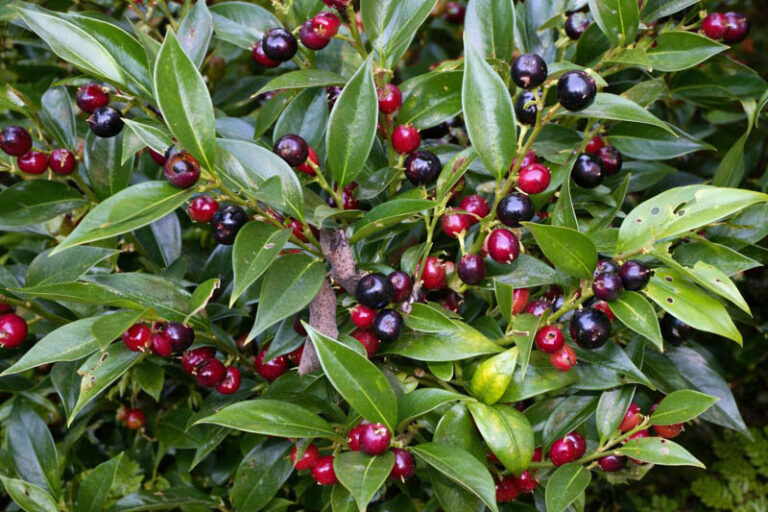 Sweet Box (Sarcococca confusa): Uses, Varieties, Care Guide