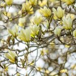 How to Grow a Magnolia Tree: Plant, Prune, Care with Confidence