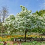 Recommended Native Trees for North Carolina Mountain Region