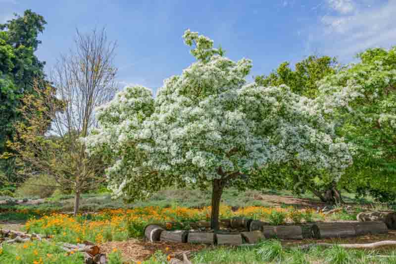 Chionanthus virginicus (Fringe Tree)