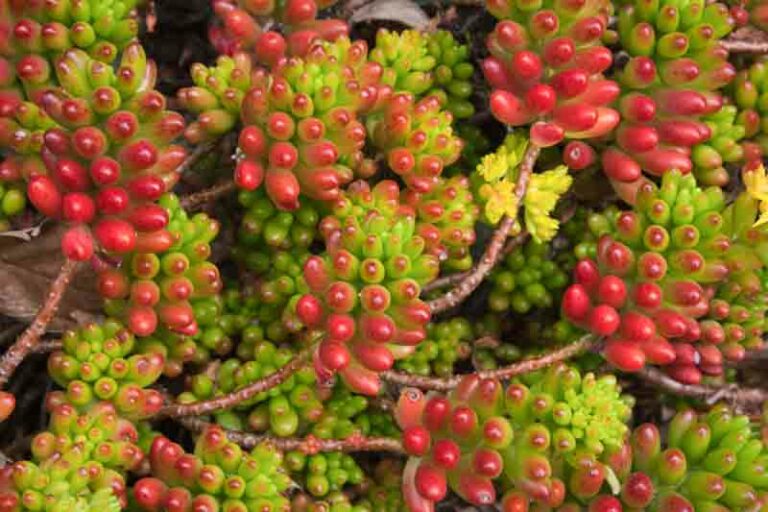 Sedum x rubrotinctum (Jelly Bean Plant): All You Need To Know