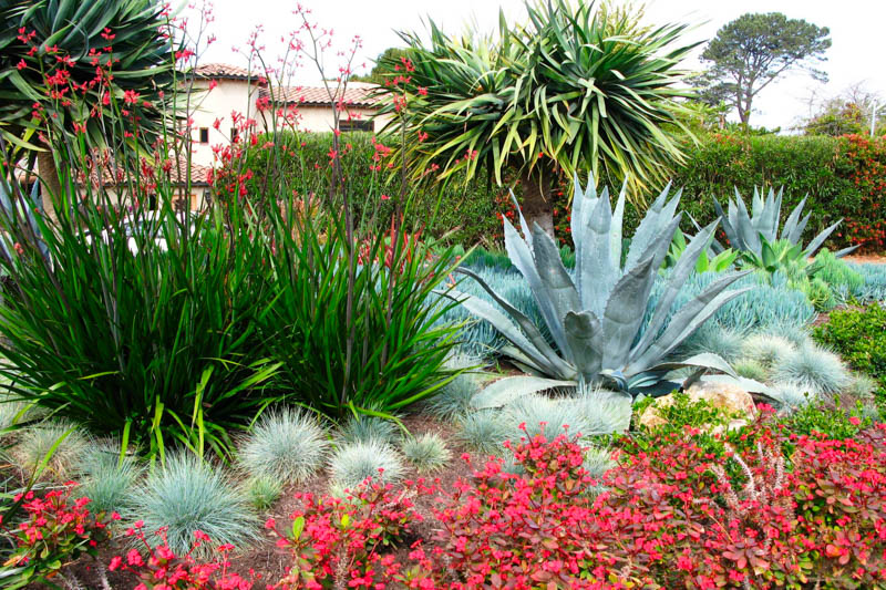 Crown of Thorns (Euphorbia milii): Uses, Design Ideas, Care Guide