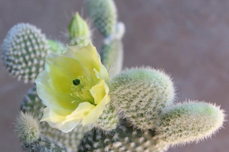 Bunny Ear Cactus (Opuntia microdasys): All You Should Know