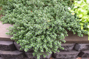 Lemon Thyme (Thymus citriodorus): Benefits, Challenges, Uses