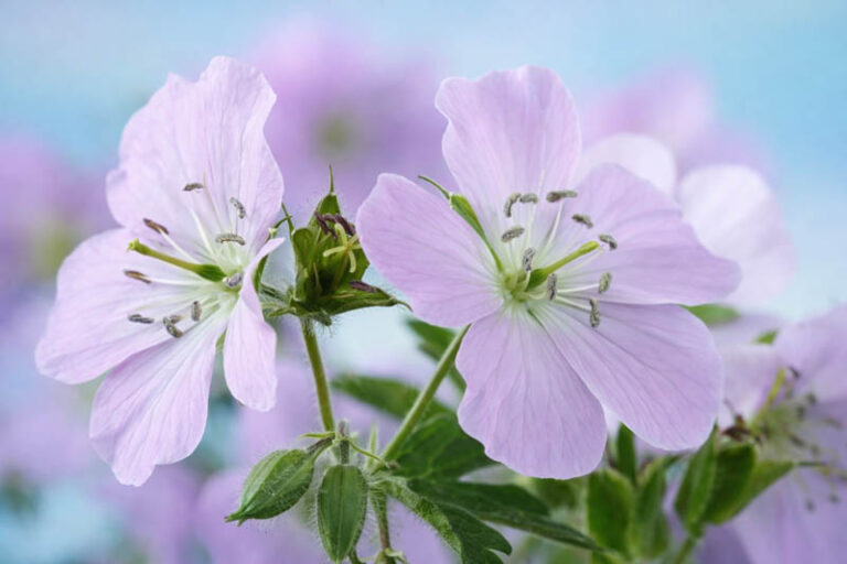 Wild Geranium (Geranium maculatum): Uses, Design Ideas, Care