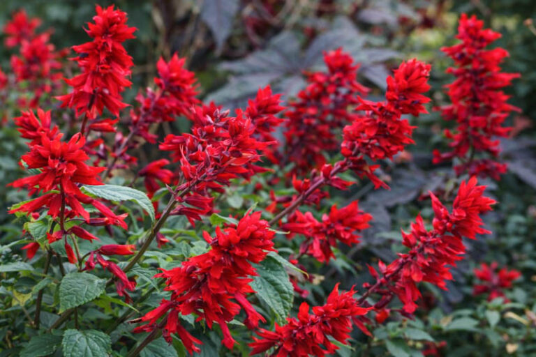 Salvia splendens Saucy Red (Scarlet Sage): Uses, Care