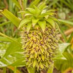 Eucomis comosa 'Reuben' (Pineapple Lily)