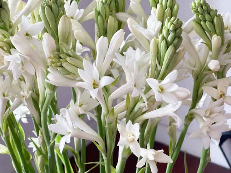 Tuberose - Gardenia