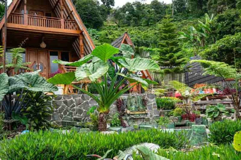 Alocasia macrorrhizos (Giant Taro): All You Need To Know