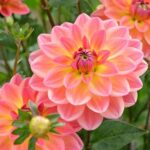 Dahlia 'Isabel'