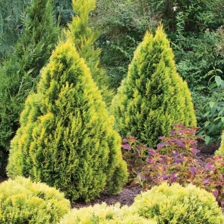 Arborvitae: Varieties and Growing Tips for Vibrant Gardens