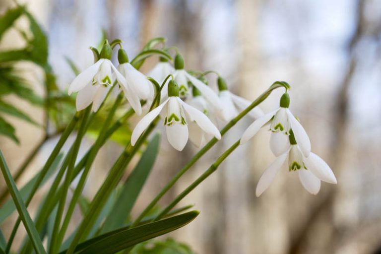 Galanthus (Snowdrop)